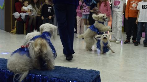 დაბადების დღის პაკეტები 15 20 ან 25 ბავშვზე