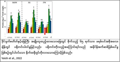 အစိမ်းရောင်လမ်း နွားချေးအစားသုံးနိုင်တဲ့ ဒိုင်ဂျက်စတိတ်ဝက်ချေးမြေဆွေး