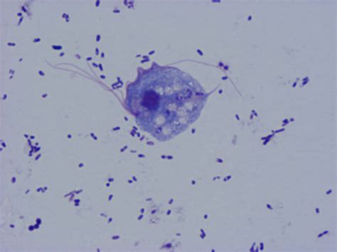 Untitled Document [web Natur Cuni Cz]