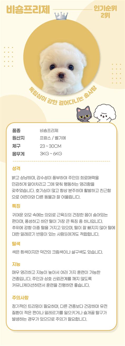 비숑프리제 강아지분양 도그마루 강아지종류 아기강아지 개종류 강아지품종말티푸성격