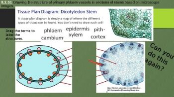 Ib Biology Hl Virtual Notes 92 Transport In Phloem Of Plants By Bio