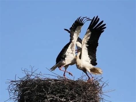 Why Do Birds Fight Each Other The Main Reasons