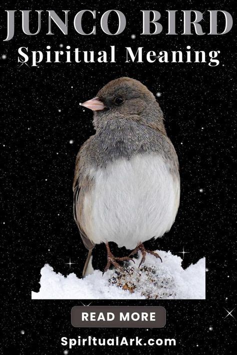 Junco Bird
