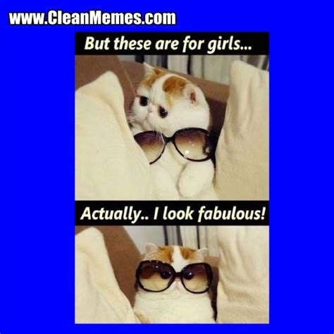 Cat Memes Clean Memes Cat Memes Clean Cat Memes Clean Memes