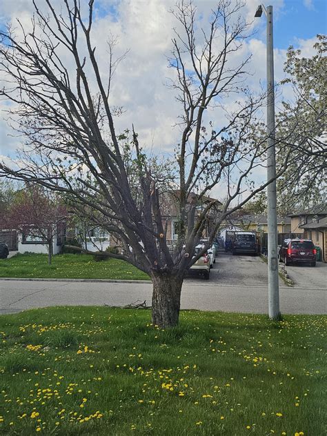 Please Help Me Identify This Diseased Tree Rtreeidentification