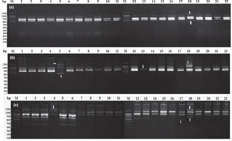 Examples Of Issr Fingerprinting Profile Produced By Pr 835a Pr 825 Download Scientific