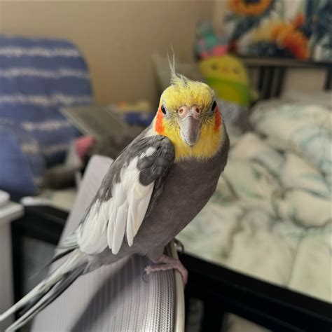 Yum Yum Never Doubt Yumyums Ability To Have A Smooth Recovery Cockatiel Parrot