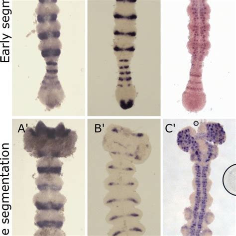 Expression Of The Segment Polarity Genes Hh A A And Wg B B And Download Scientific
