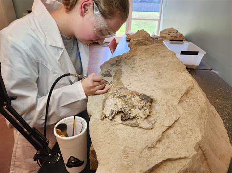 Whale Fossils