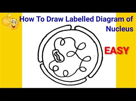 How To Draw Nucleus How To Draw Diagram Of Nucleus How To Draw