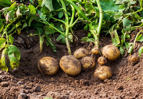 How Many Potatoes Per Plant Closely Guarded Secrets To Getting A Rich