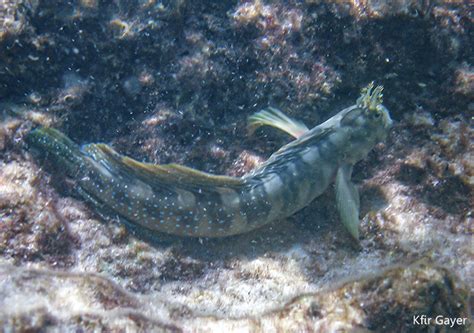 Istiblennius Meleagris פוצקר