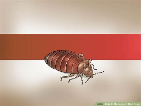How To Recognize Bed Bugs Steps With Pictures Wikihow