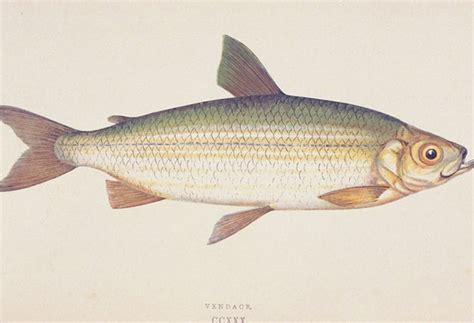 Fish Threatened By Global Warming To Be Moved North The Independent