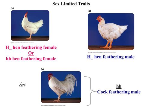 Ppt Ch 5 Gene Interactions Powerpoint Presentation Free Download