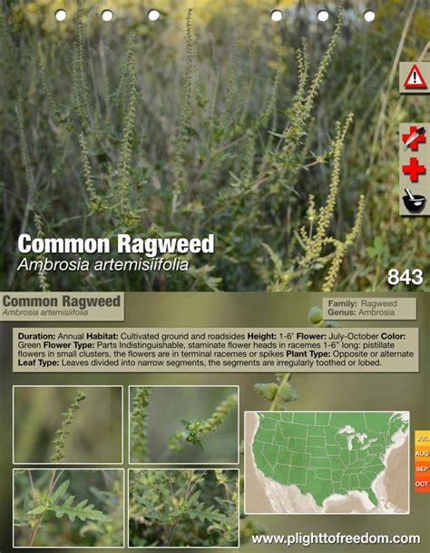 Common Ragweed Caution Medicinal And Other Uses The Cargo Cult Café