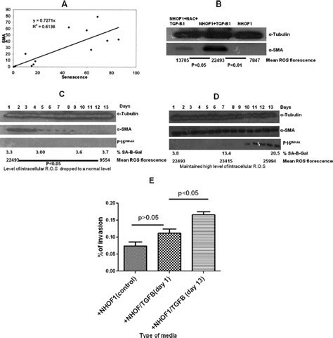 TGF β induced fibroblast activation and senescence A Download Scientific Diagram