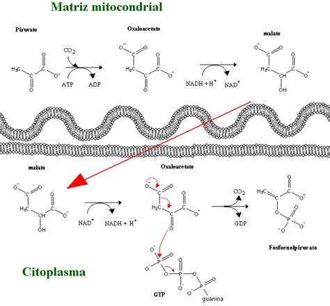 Gluconeogenesis Structures