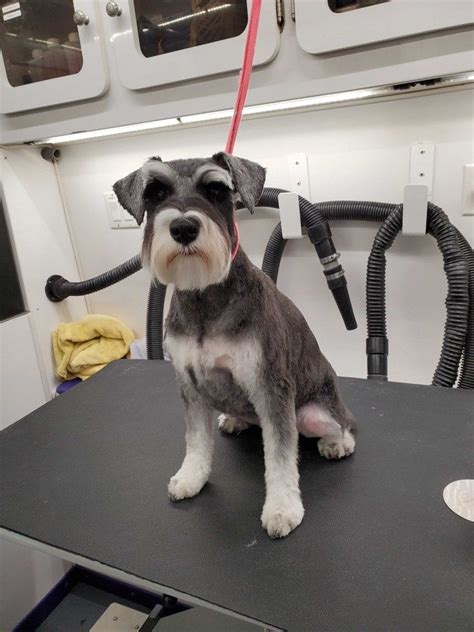 37 Cute Schnauzer Haircut Ideas All The Different Types And Styles