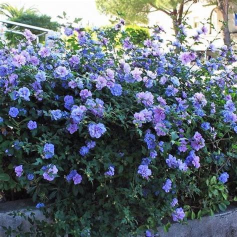 Blue Rose Of Sharon Tree