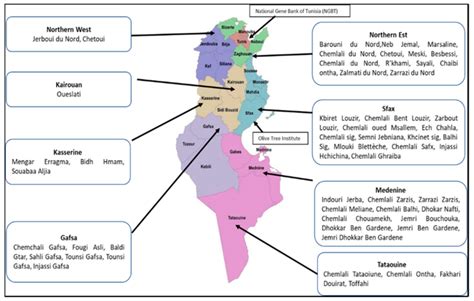 Types Of Olive Trees List Of Olive Tree Varieties Ibpls