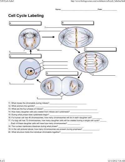 Cell Cycle Label