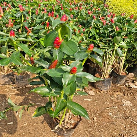 Red Lollipop Plant