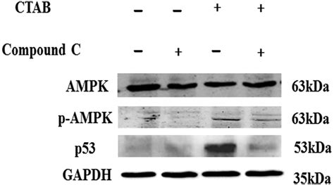 P53 Protein Expression After Ctab Treatment Or Ctab Combined Compound C Download Scientific
