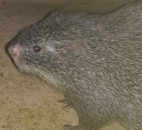 Grasscutter Au Nigeria Ce Que Vous Devriez Savoir Sur Ces Animaux