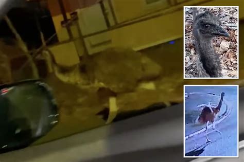 7 sheep escape NJ slaughterhouse, will live at sanctuary