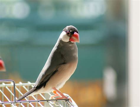 Java Jewel Exploring The Enigmatic World Of The Java Sparrow The