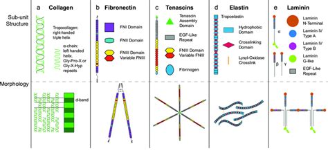 Fibrous Protein Examples Fibrous Proteins