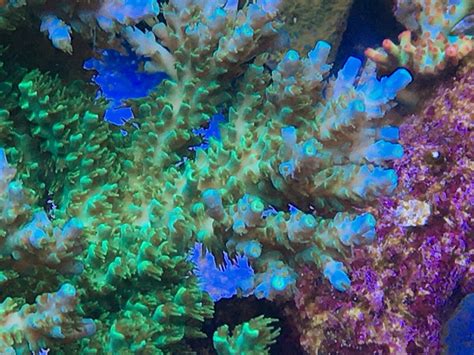 Build Thread Reef Crest Version 2010 After 5 Years Out New Update