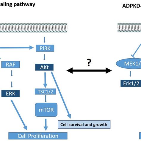 Schematic View Of Cell Growth And Proliferation Molecular Pathways