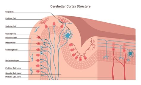 26 Cerebral Cortex Layers Stock Vectors And Vector Art Shutterstock