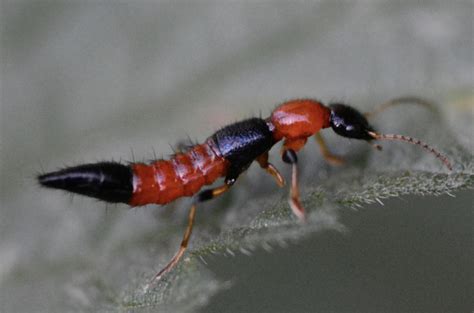 How To Get Rid Of Tomcat Insects In Bali A Expert S Guide