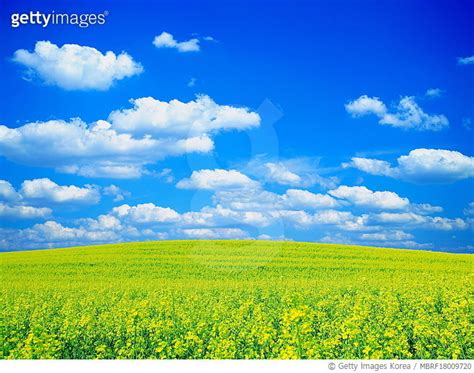 Mbrf18009720 게티이미지코리아 고요한풍경성장성장아름다운자연 Royalty Free 이미지