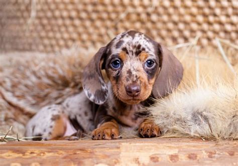 Why Are There No Losers In A Dachshund Race