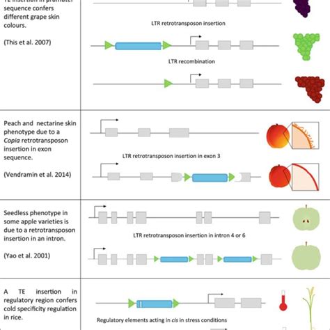 Pdf The Impact Of Transposable Elements In The Evolution Of Plant