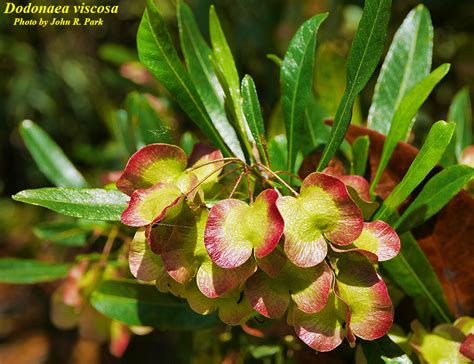 Varnish Leaf Port St Lucie Botanical Gardens
