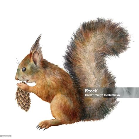 다람쥐와 수채화 크리스마스 구성 흰색 배경에 고립 된 다람쥐와 원두와 손으로 그린 겨울 카드 디자인 인쇄 직물 또는 배경을위한 식물 그림 다람쥐에 대한 스톡 벡터 아트 및