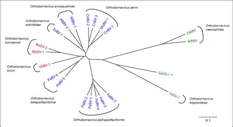 Pdf Avian Bornavirus Research—a Comprehensive Review Semantic Scholar