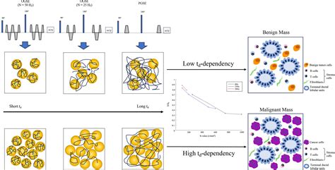 Benign And Malignant Breast Lesions Differentiation Using Microstructural Metrics Derived From
