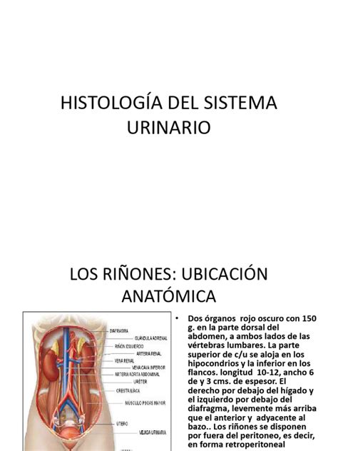 Histología Del Sistema Urinario Pdf Riñón Sistema Urinario