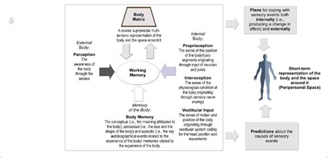Multisensory Integration Of Bodily Signals Download Scientific Diagram