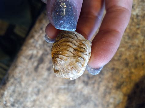 Is This A Fossil R Whatsthisrock