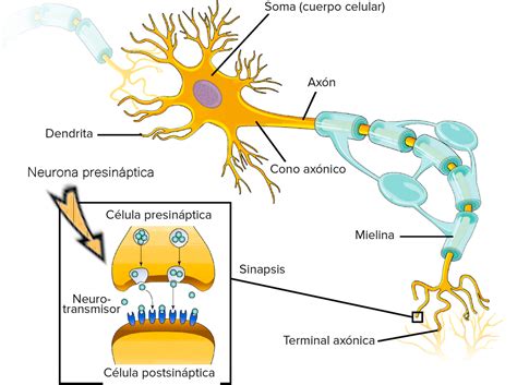 Neurona Presináptica Ecured