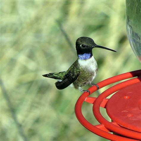 The Hummingbirds Of New Mexico Dave