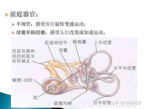 头晕 眩晕的诊断流程图 知乎