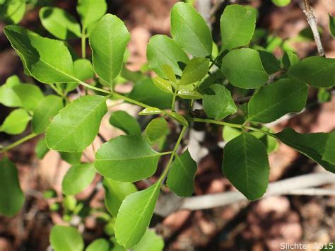 Fraxinus Anomala